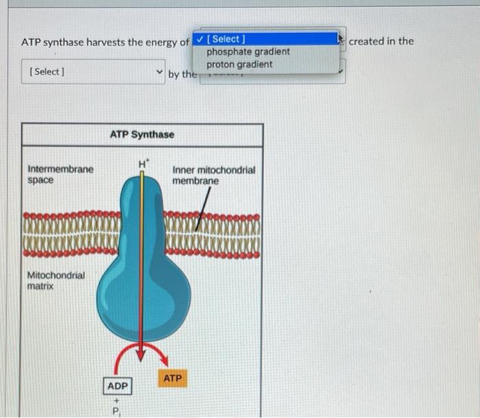 Solved ATP synthase harvests the energy of a [Select] | Chegg.com