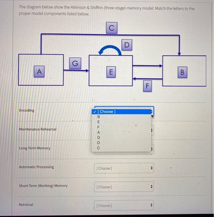 Solved The diagram below show the Atkinson & Shiffrin | Chegg.com