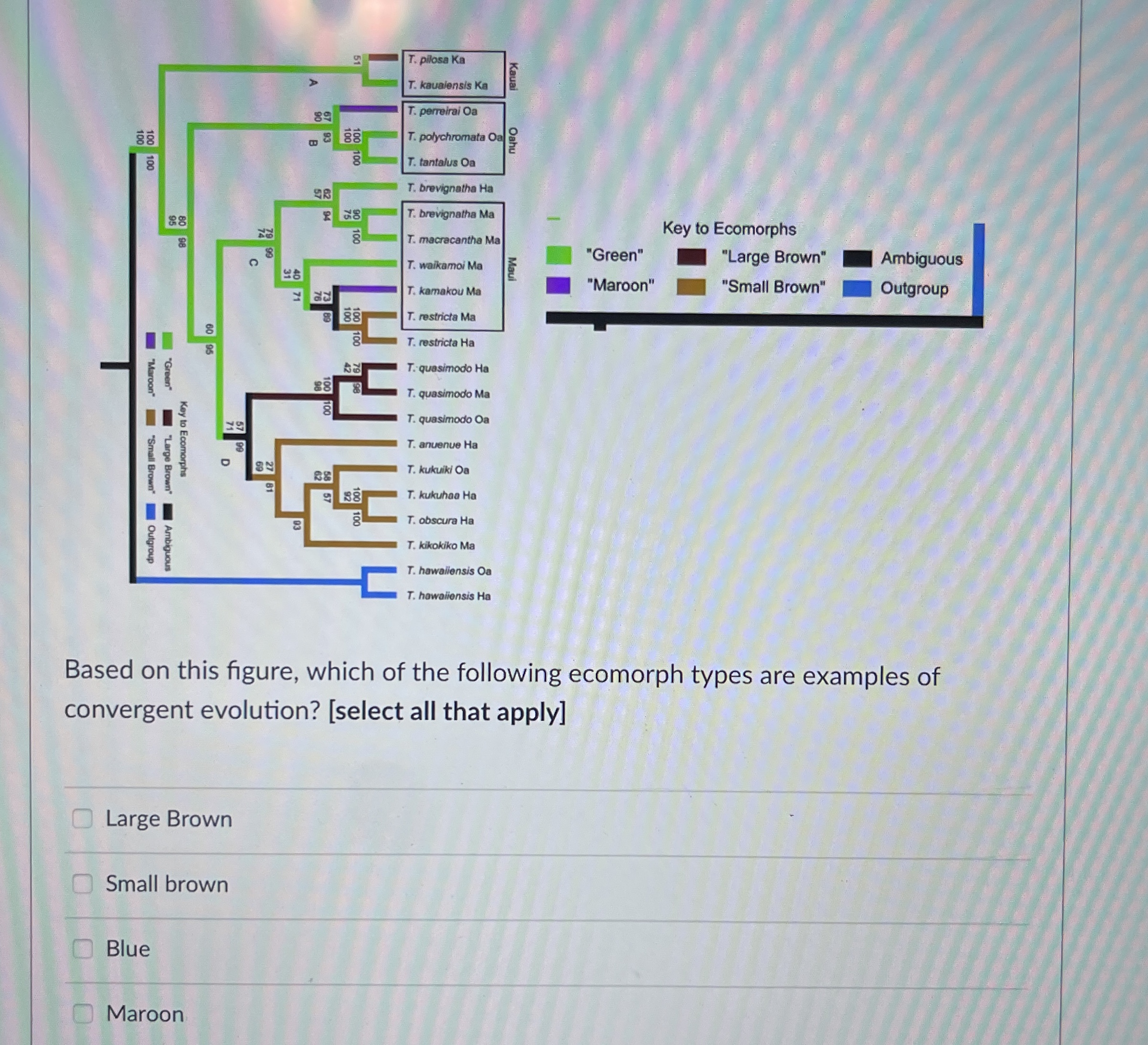 Solved Based on this figure, which of the following ecomorph | Chegg.com