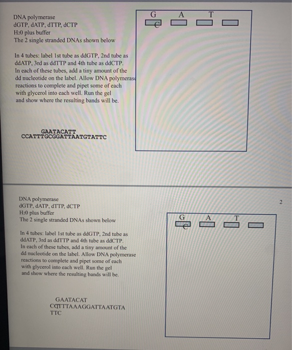 G DNA polymerase dGTP, ATP, DTTP, CTP H20 plus buffer | Chegg.com