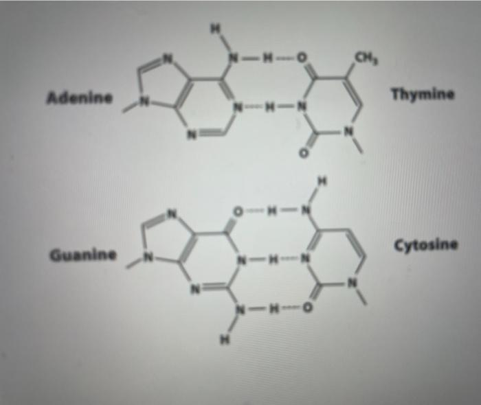 Solved explain how dna hybridization is entropically driven | Chegg.com