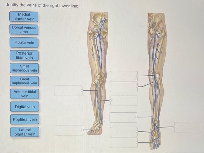 Solved Identify the veins of the right lower limb. Medial | Chegg.com