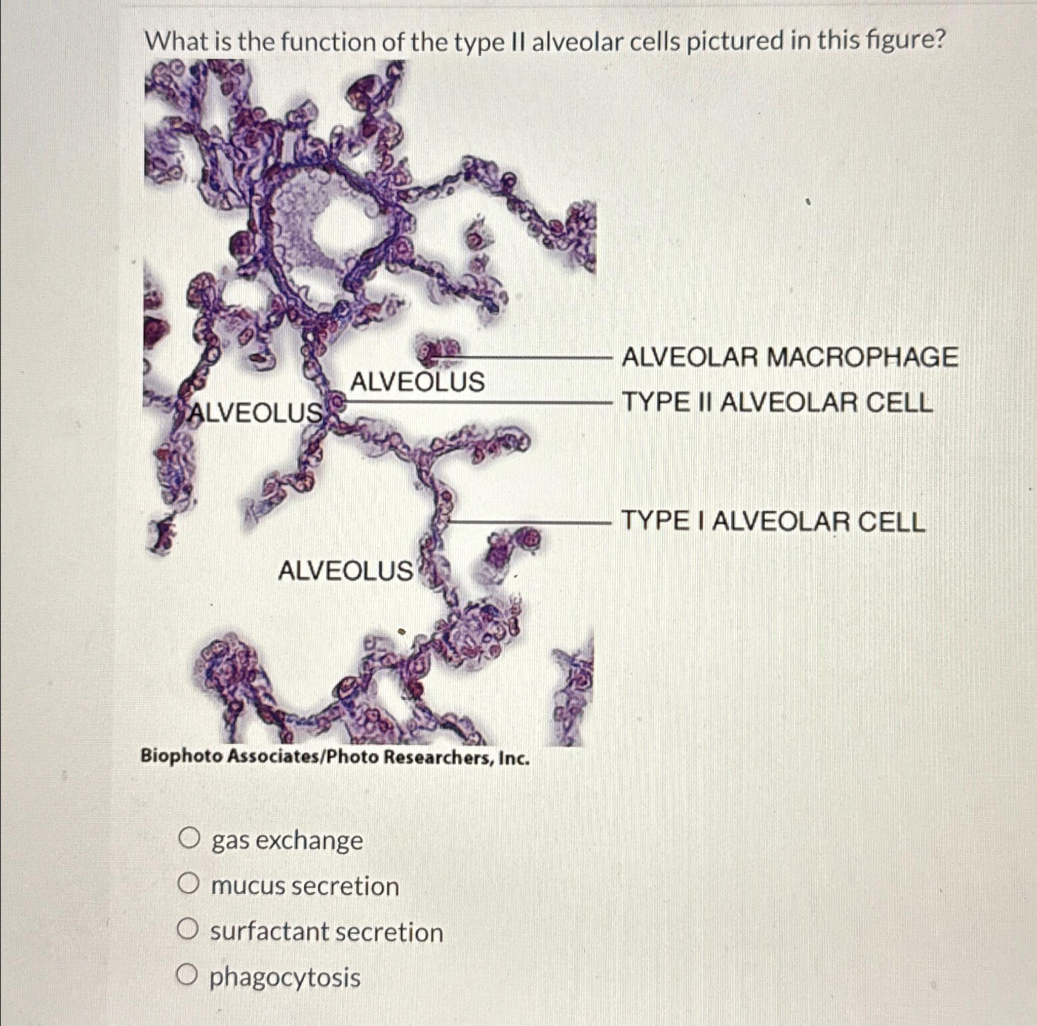 What is the function of the type II alveolar cells | Chegg.com