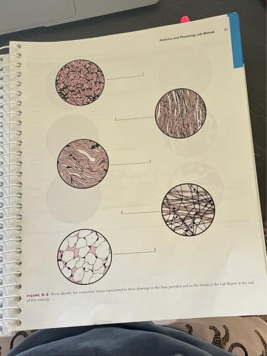 Solved Anatomy and Physiology Lab Manual Epithelial tissuu | Chegg.com