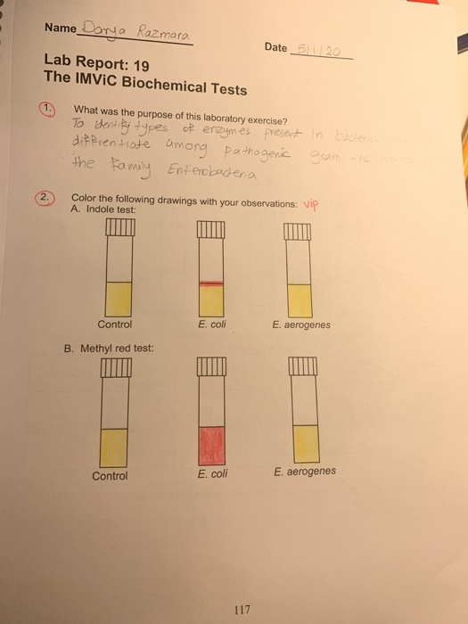 Name Darya Razmara Date_ 5 20 Lab Report: 19 The | Chegg.com