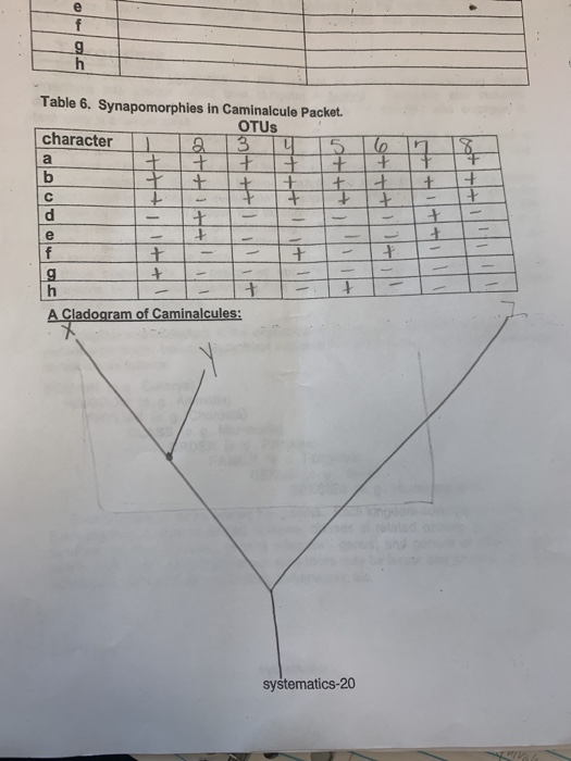 Solved Table 6. Synapomorphies in Caminalcule Packet. OTUS | Chegg.com