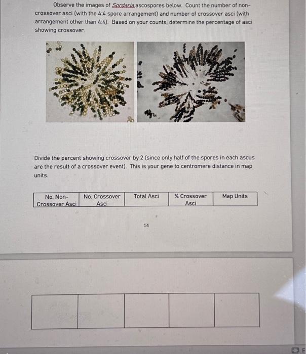 Solved Observe the images of Socdacia ascospores below. | Chegg.com