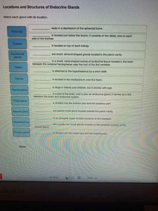 Solved Locations and Structures of Endocrine Glands Match | Chegg.com