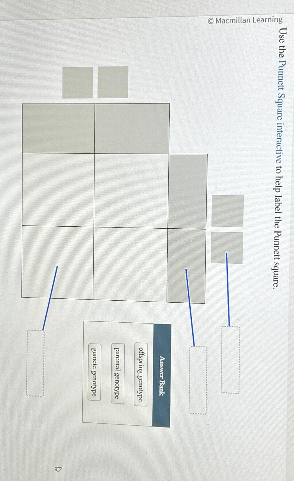 Solved Wse the Punnett Square interactive to help label the | Chegg.com