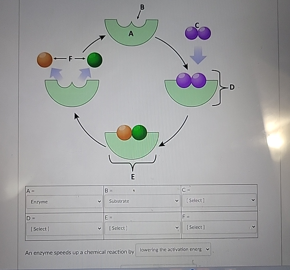 Solved \table[[A=,,B=,,C=,],[Enzyme, ,Substrate,v,[ | Chegg.com