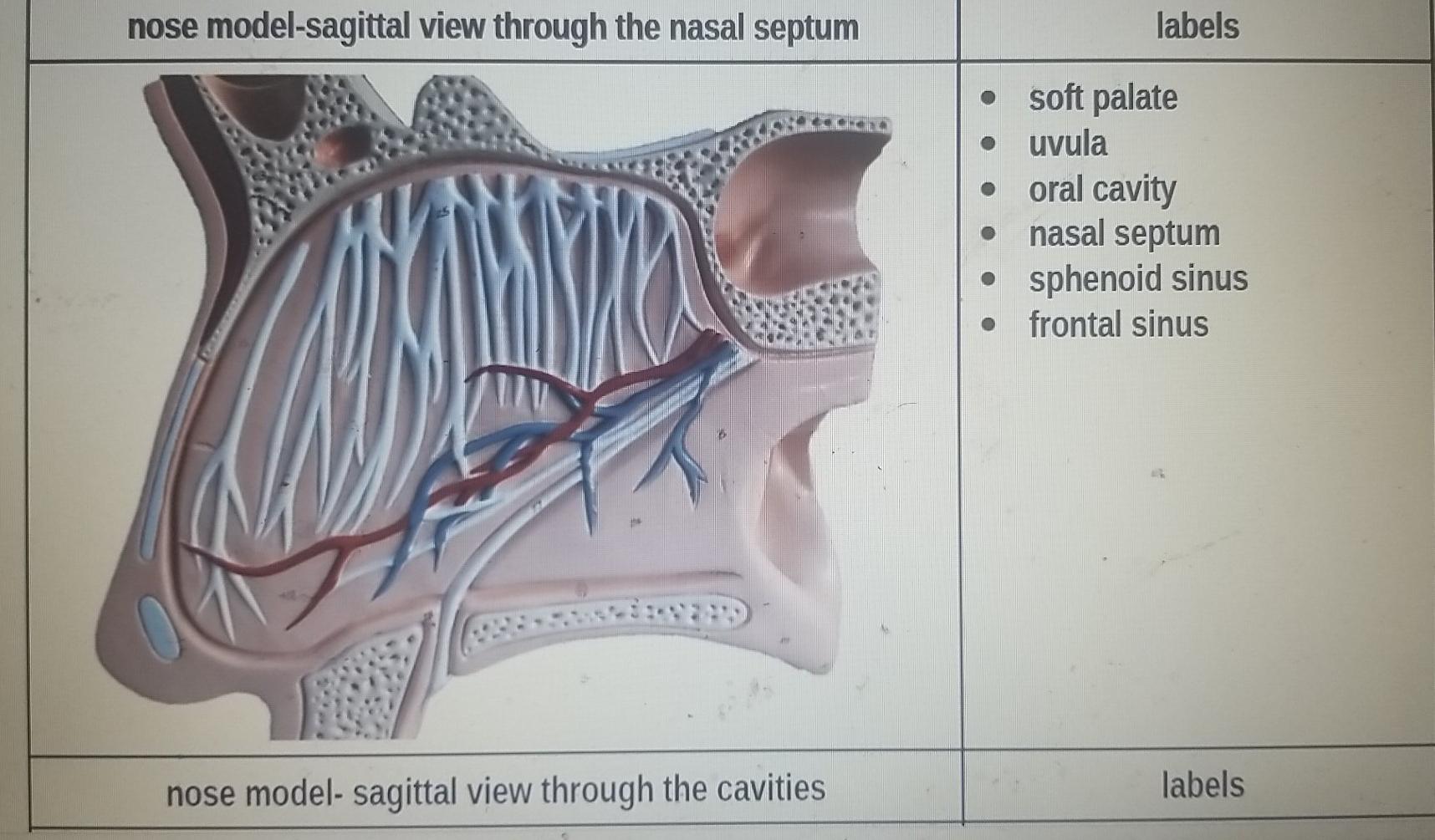 Solved nose model-sagittal view through the nasal septum | Chegg.com