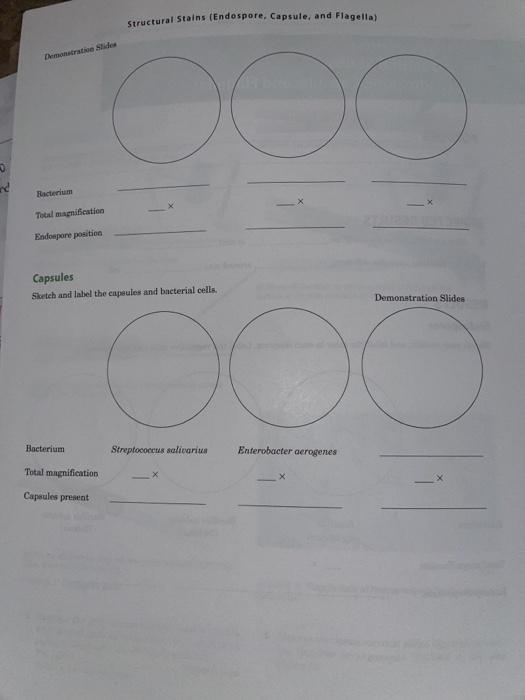 Solved Name: Date: Lab Section LABORATORY REPORT Structural | Chegg.com