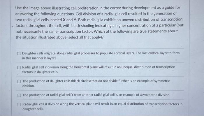 Solved Use the image above illustrating cell proliferation | Chegg.com