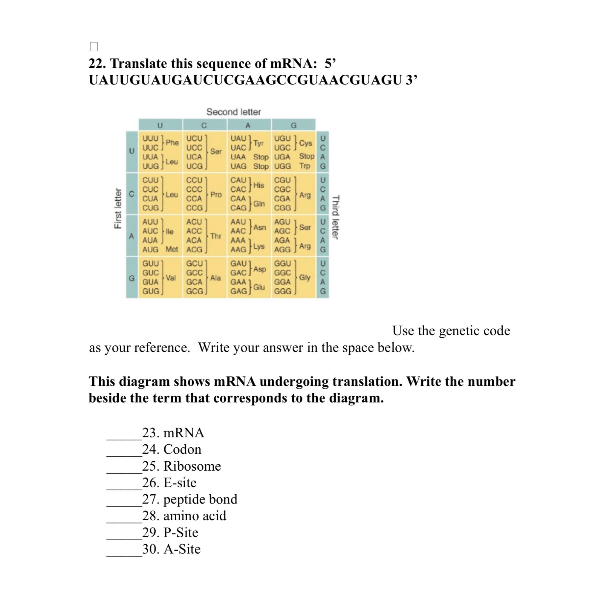 Solved Translate this sequence of mRNA: 5 , | Chegg.com