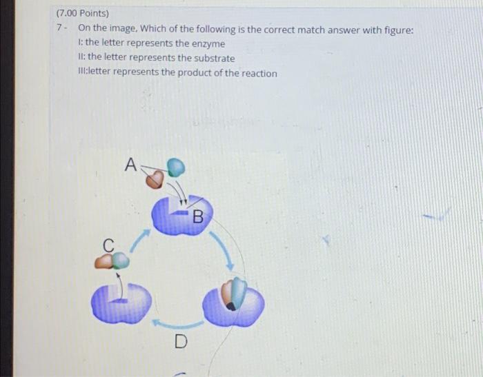 Solved 7 On The Image Which Of The Following Is The