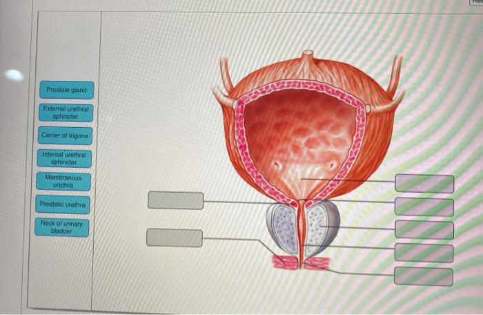 Solved Prontale gland External urethral sphincter Center of | Chegg.com