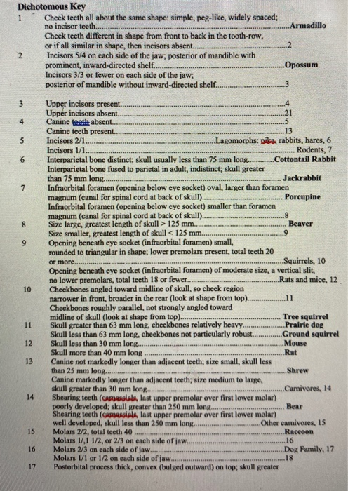 Solved 1 Dichotomous Key Cheek teeth all about the same | Chegg.com
