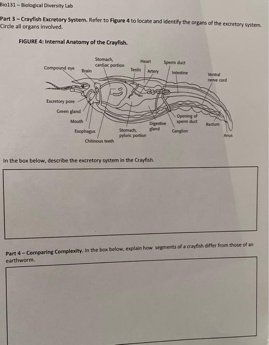 Part 1 - Phylum Review. Using the table below, | Chegg.com