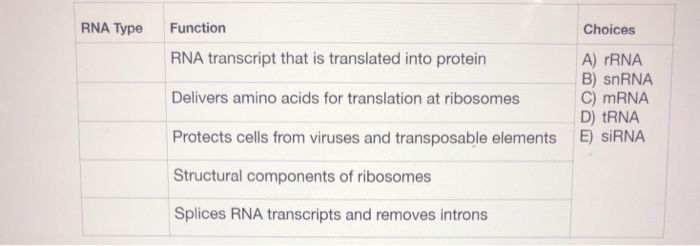 Solved RNA Type Choices Function RNA transcript that is | Chegg.com