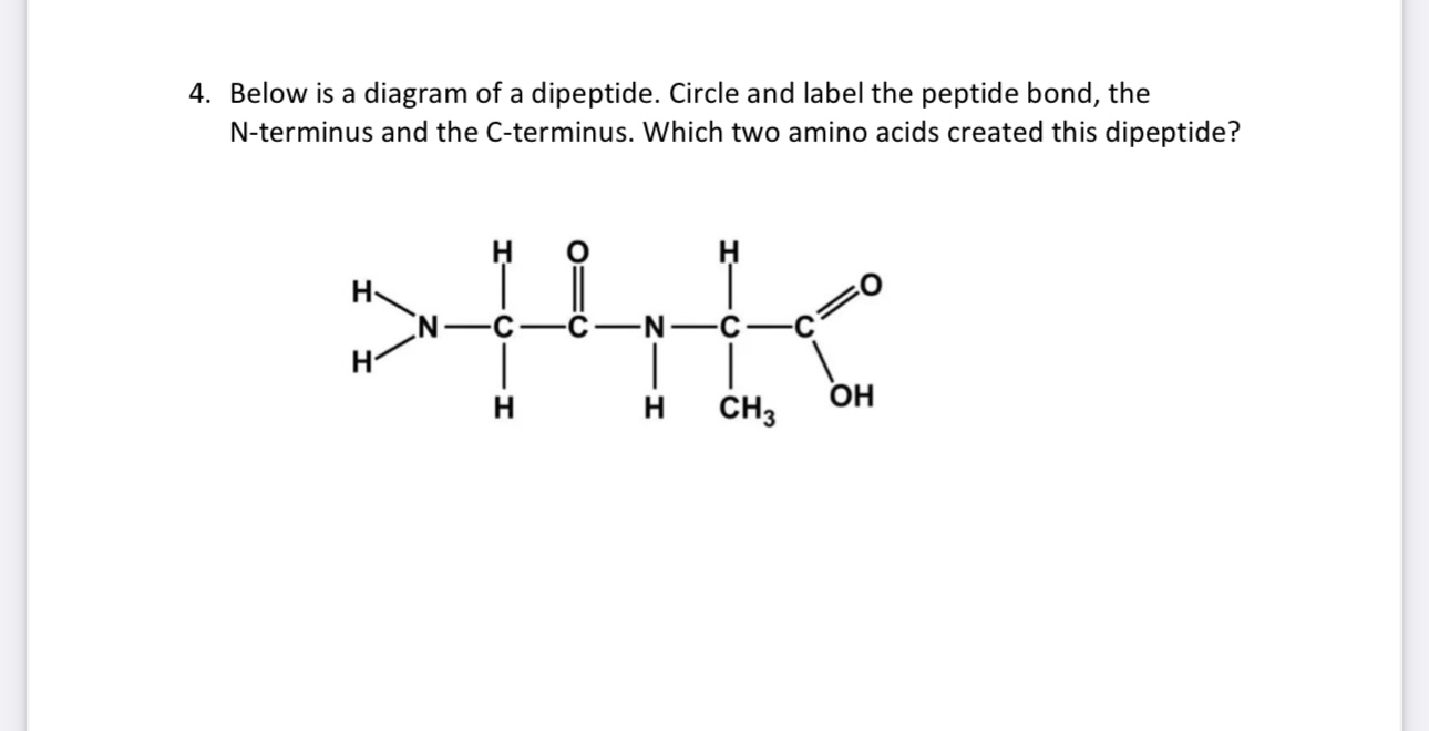 Solved Below is a diagram of a dipeptide. Circle and label | Chegg.com
