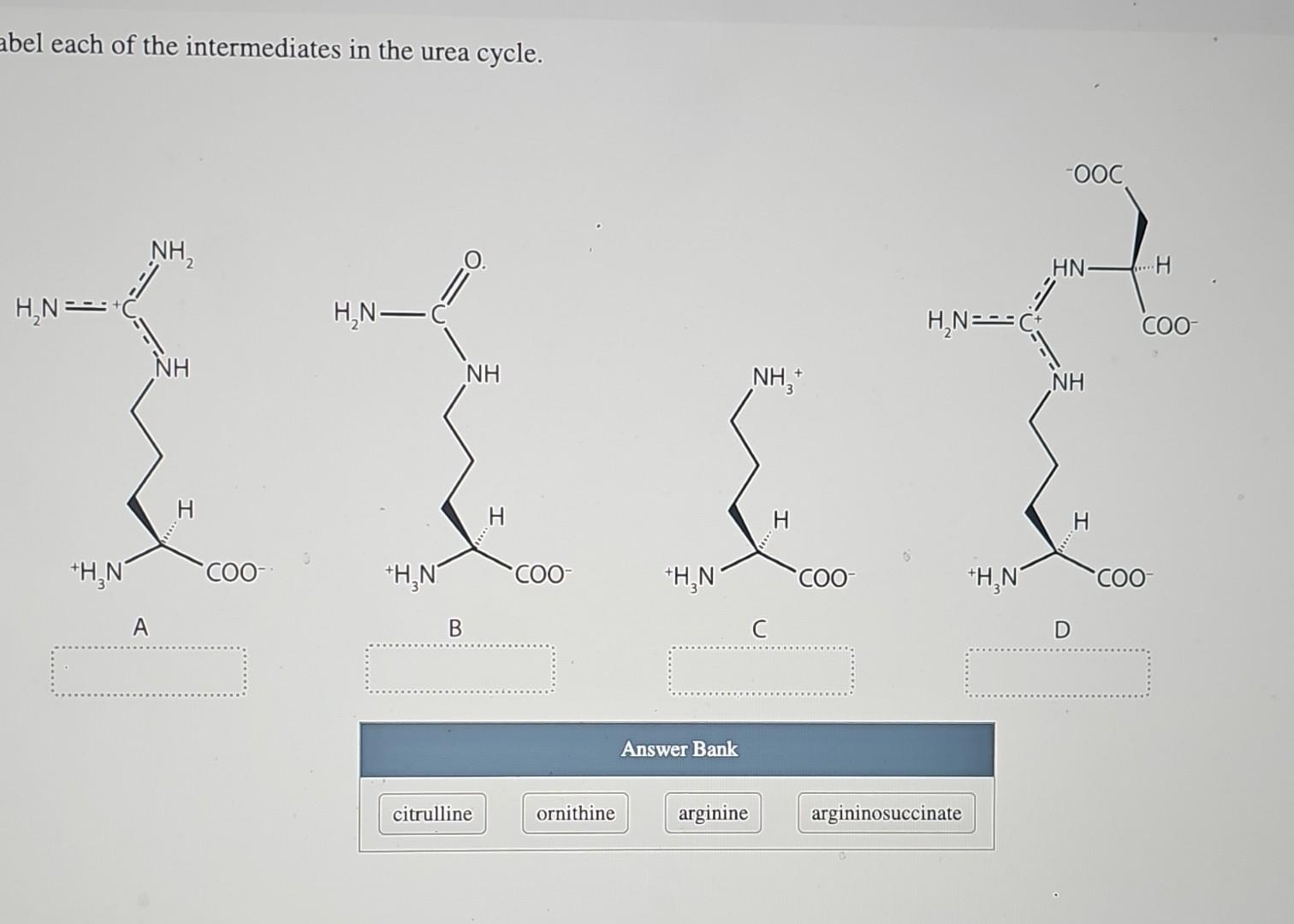 Solved abel each of the intermediates in the urea | Chegg.com