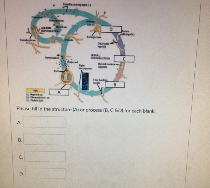Solved Canting type Opera Gerion type () ASEXUAL Mycollum | Chegg.com