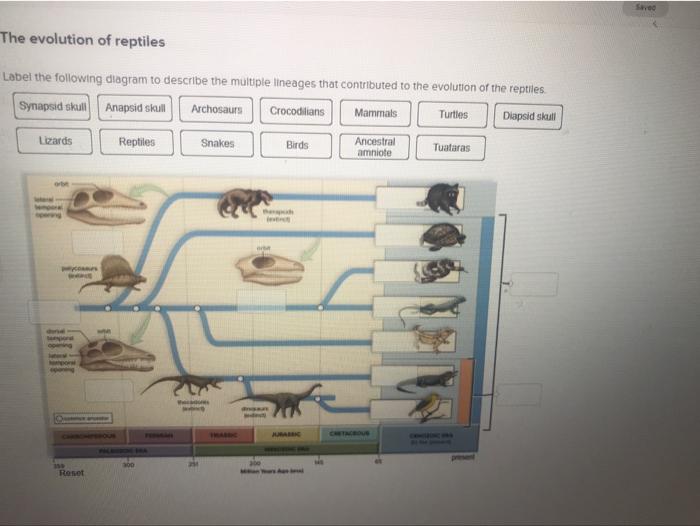 Solved The evolution of reptiles Label the following diagram | Chegg.com