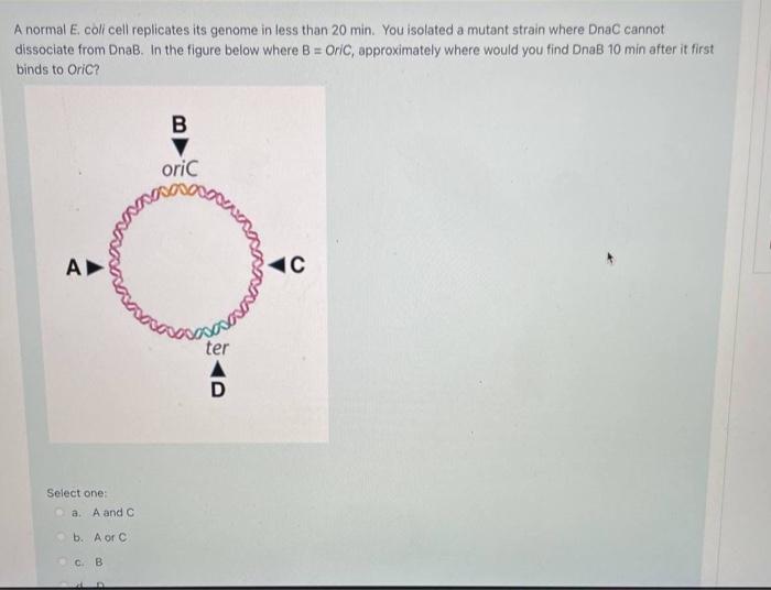 A I How Do The Helices Formed In Rna Differ From