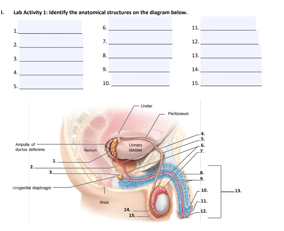 Solved I. Lab Activity 1: Identify the anatomical structures | Chegg.com Solved I. Lab Activity 1: Identify the anatomical structures | Chegg.com