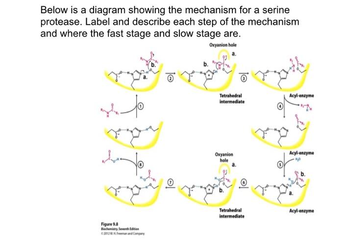 Solved Below is a diagram showing the mechanism for a serine | Chegg.com