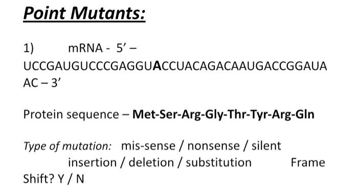 Solved Point Mutants: 1) mRNA - 5'- | Chegg.com