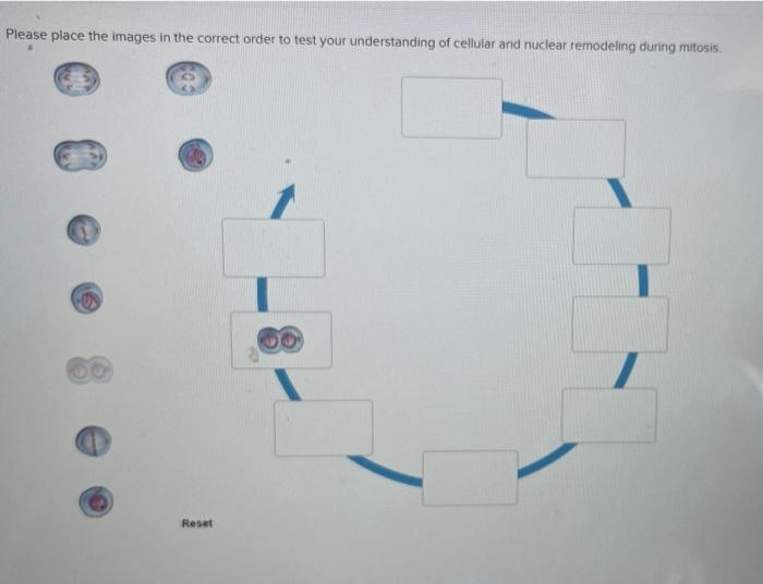 Solved bonds are used to join sugar subunits in a | Chegg.com