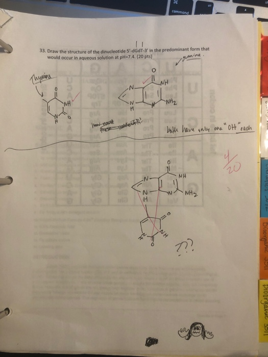 Solved Command 11 33. Draw the structure of the dinucleotide | Chegg.com