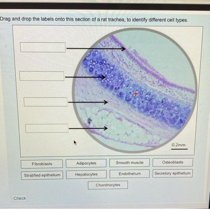Solved Drag and drop the labels onto this section of a rat | Chegg.com