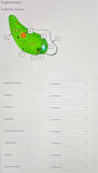Solved Euglenozoans Euglenids, Euglena A C. 0 G Н. paramylon | Chegg.com
