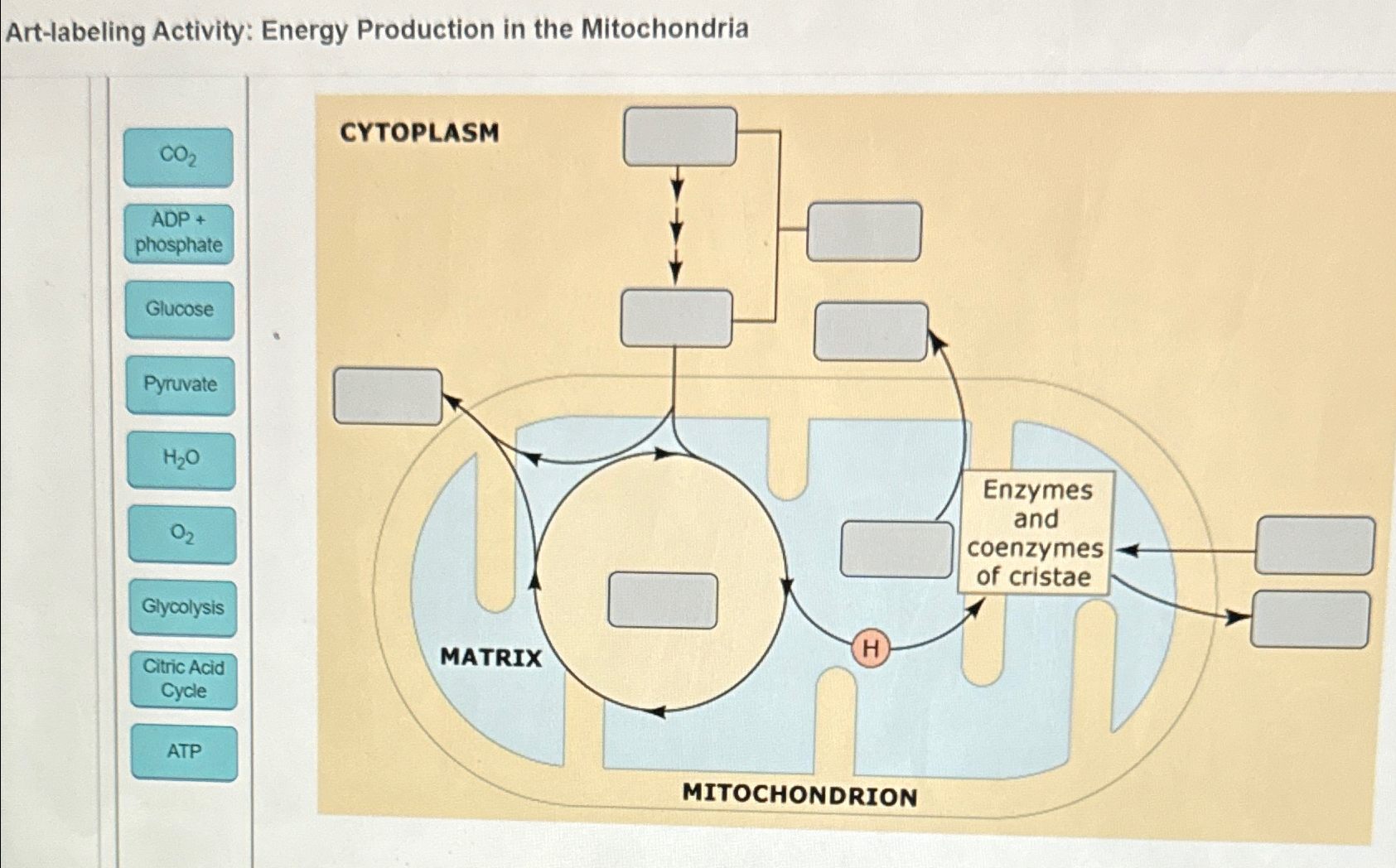 Solved Art-labeling Activity: Energy Production in the | Chegg.com