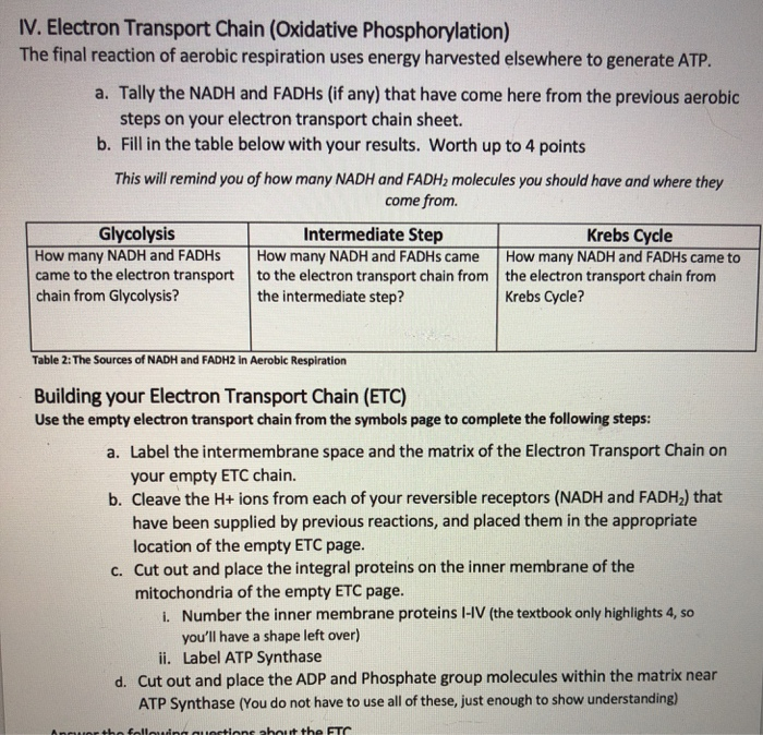 IV. Electron Transport Chain (Oxidative | Chegg.com