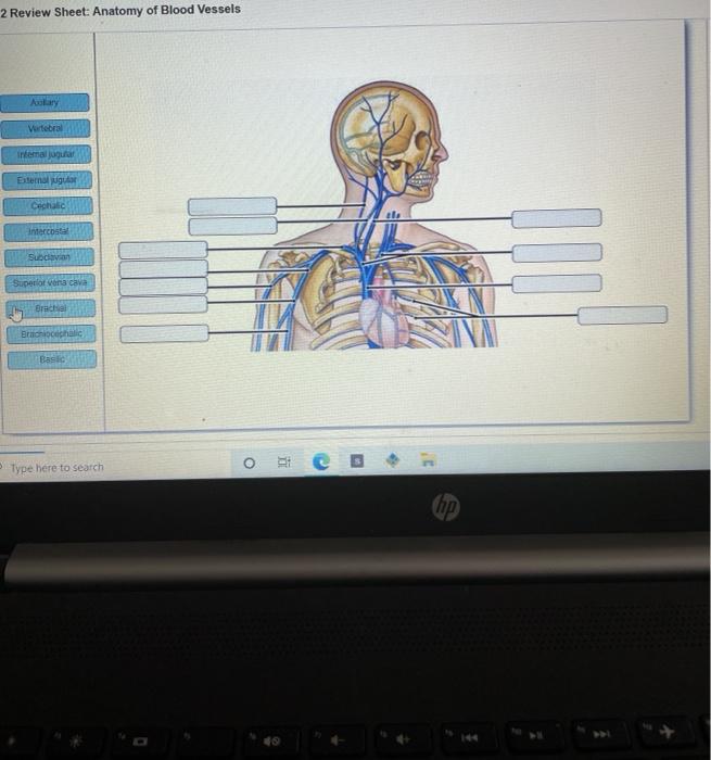 Solved 2 Review Sheet: Anatomy of Blood Vessels Alary | Chegg.com