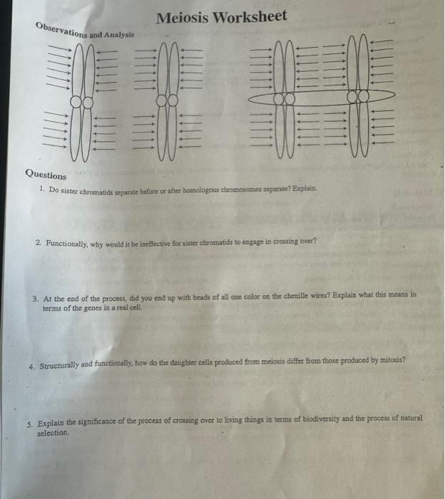 Solved Meiosis Worksheet Questions 1. Do sister chromatids | Chegg.com
