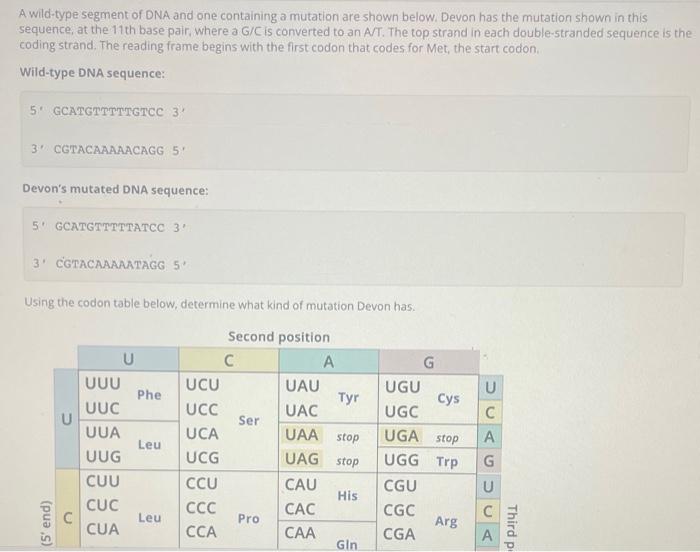 Solved A wild-type segment of DNA and one containing a | Chegg.com Solved A wild-type segment of DNA and one containing a | Chegg.com