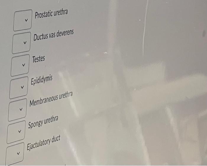 Solved Prostatic urethra Ductus vas deverens Testes | Chegg.com