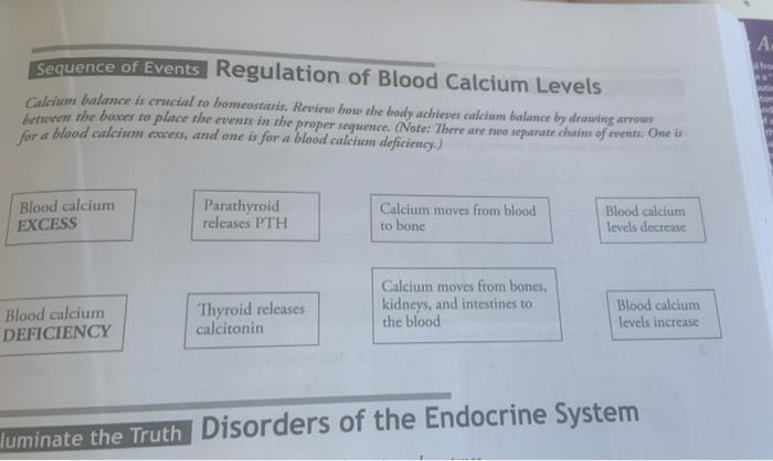 Solved А. Sequence of Events Regulation of Blood Calcium | Chegg.com