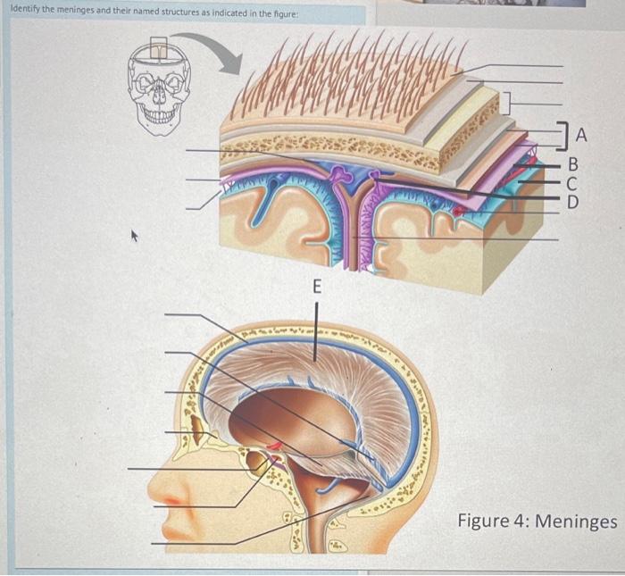 Solved Identify the meninges and their named structures as | Chegg.com