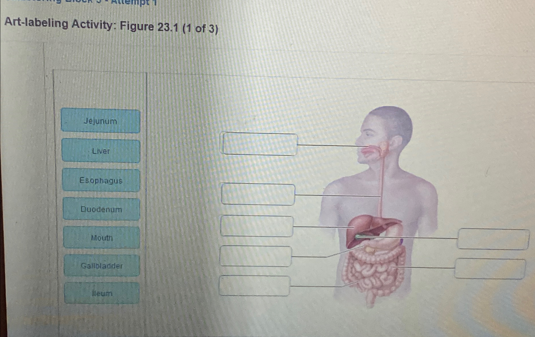 Solved Art-labeling Activity: Figure 23.1 (1 of 3 ) | Chegg.com Solved Art-labeling Activity: Figure 23.1 (1 of 3 ) | Chegg.com