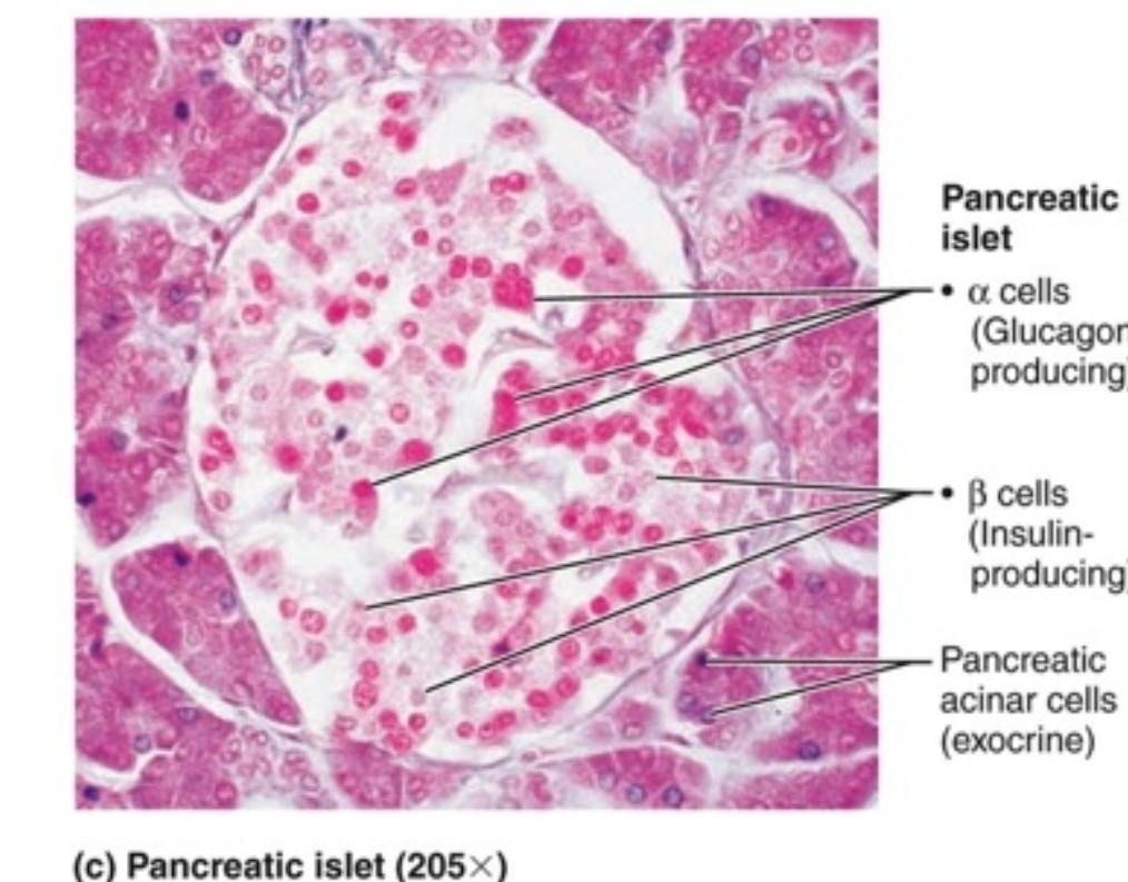 Solved Pancreatic islet a cells (Glucagor producing B cells | Chegg.com