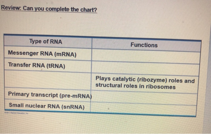Solved Review: Can you complete the chart? Type of RNA | Chegg.com