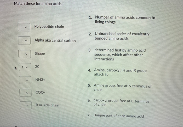 Solved Match these for amino acids 1. Number of amino acids | Chegg.com