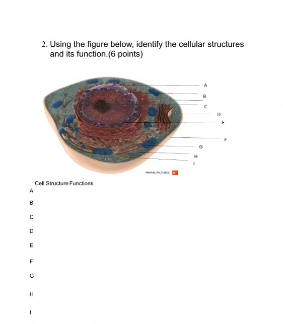Solved Using the figure below, identify the cellular | Chegg.com