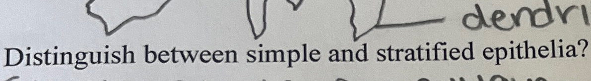 Solved Distinguish between simple and stratified epithelia? | Chegg.com