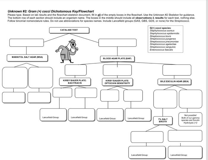 Solved Unknown \#2: Gram (+) cocci Dichotomous Key/Flowchart | Chegg.com